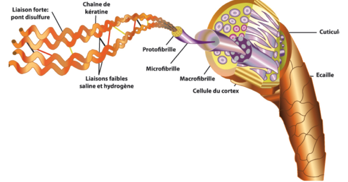La Kératine, Quelle Promesse Pour Vos Cheveux ? - Soin des cheveux