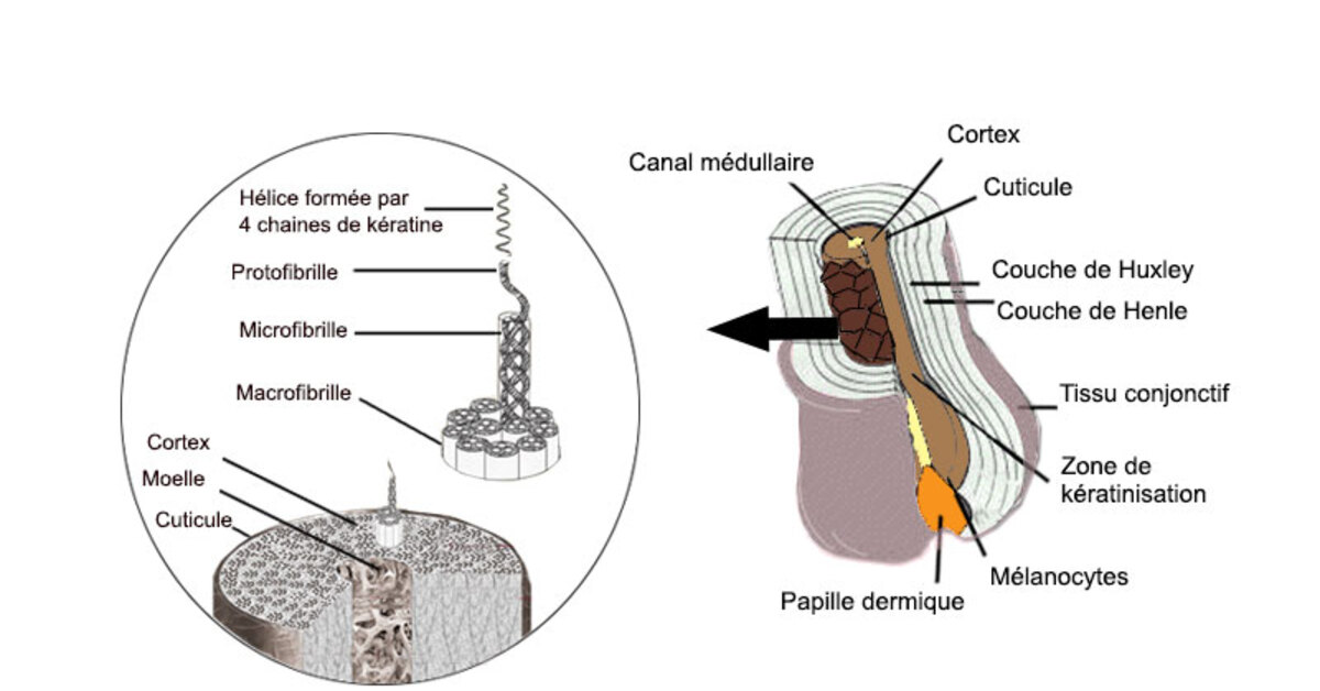 De quoi se compose réellement votre cheveu ? - Infos coiffure
