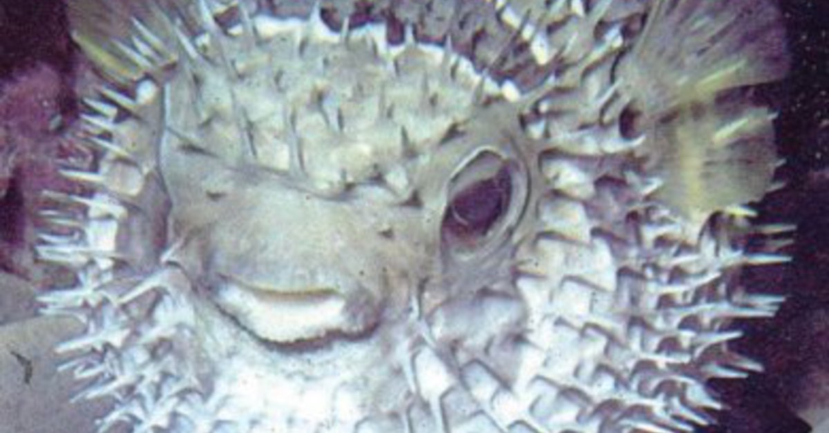 Le Fugu, Poisson Venimeux - Culture japonaise